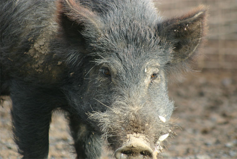 Australian Feral Pig Behavior | Full Force Hunting